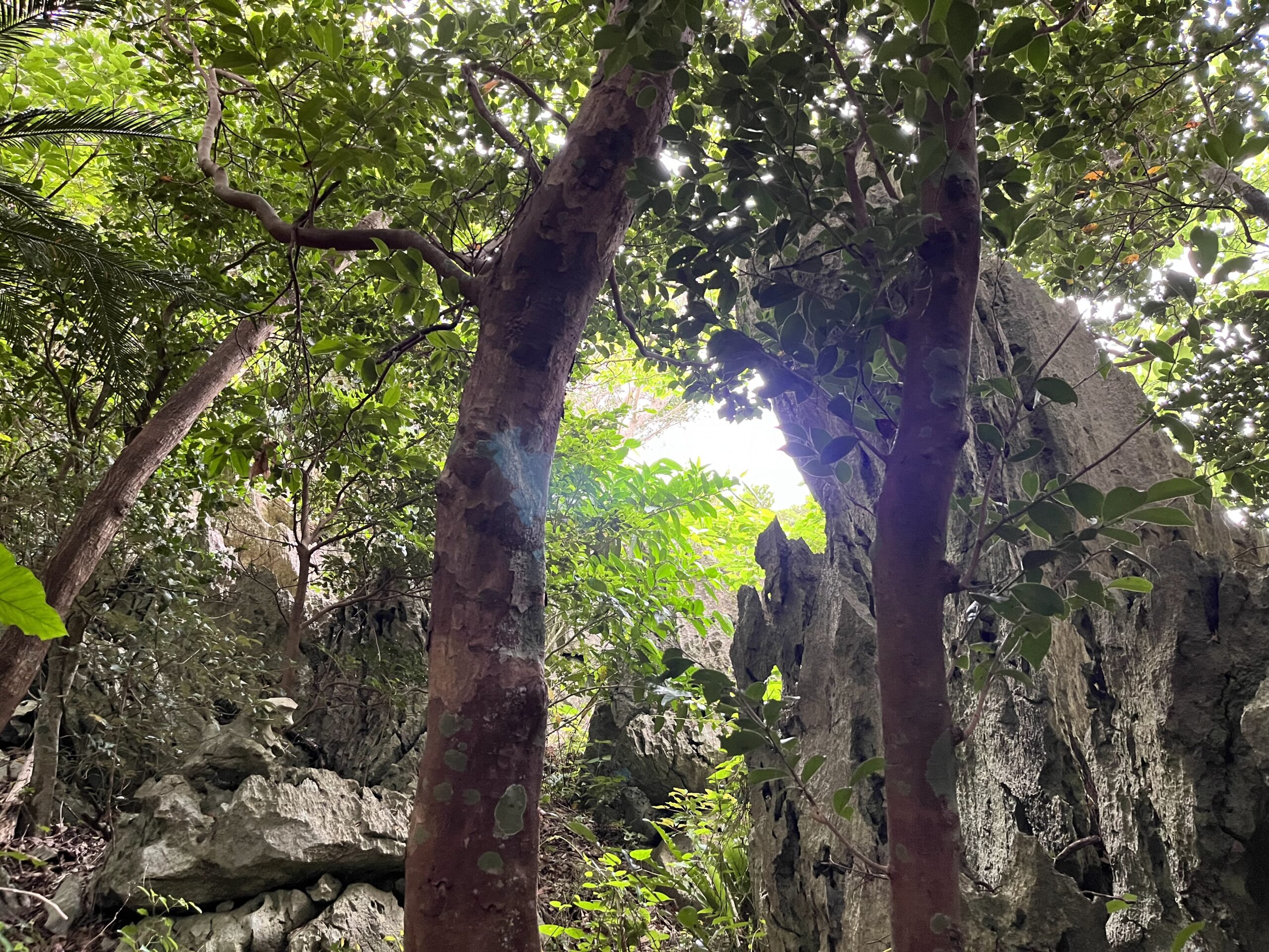 IMG_7922 | ブログ SuiSavon -首里石鹸-